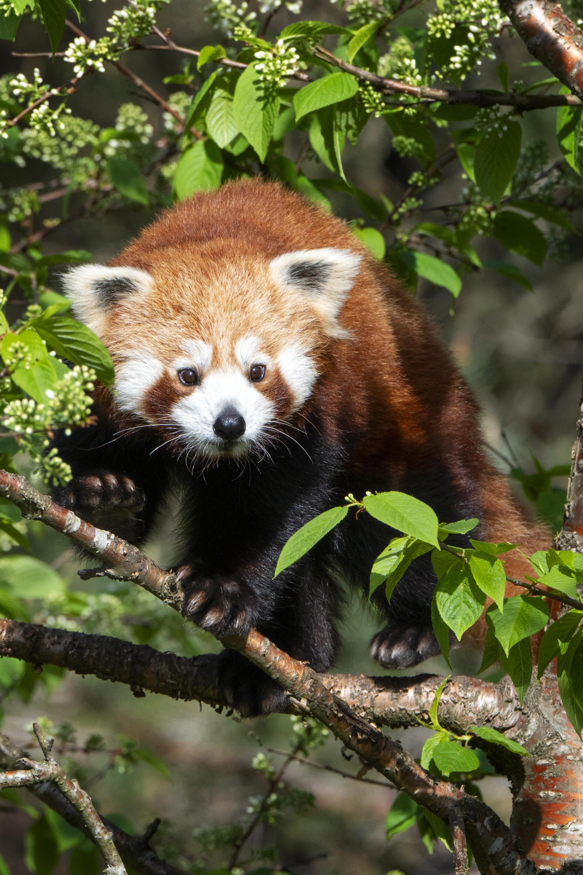 Rødpanda | Dyreparken
