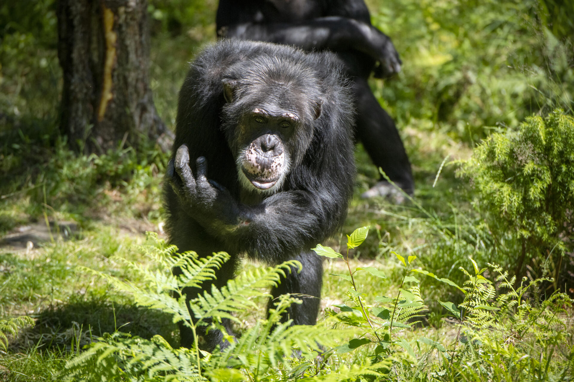 Sjimpanse | Dyreparken