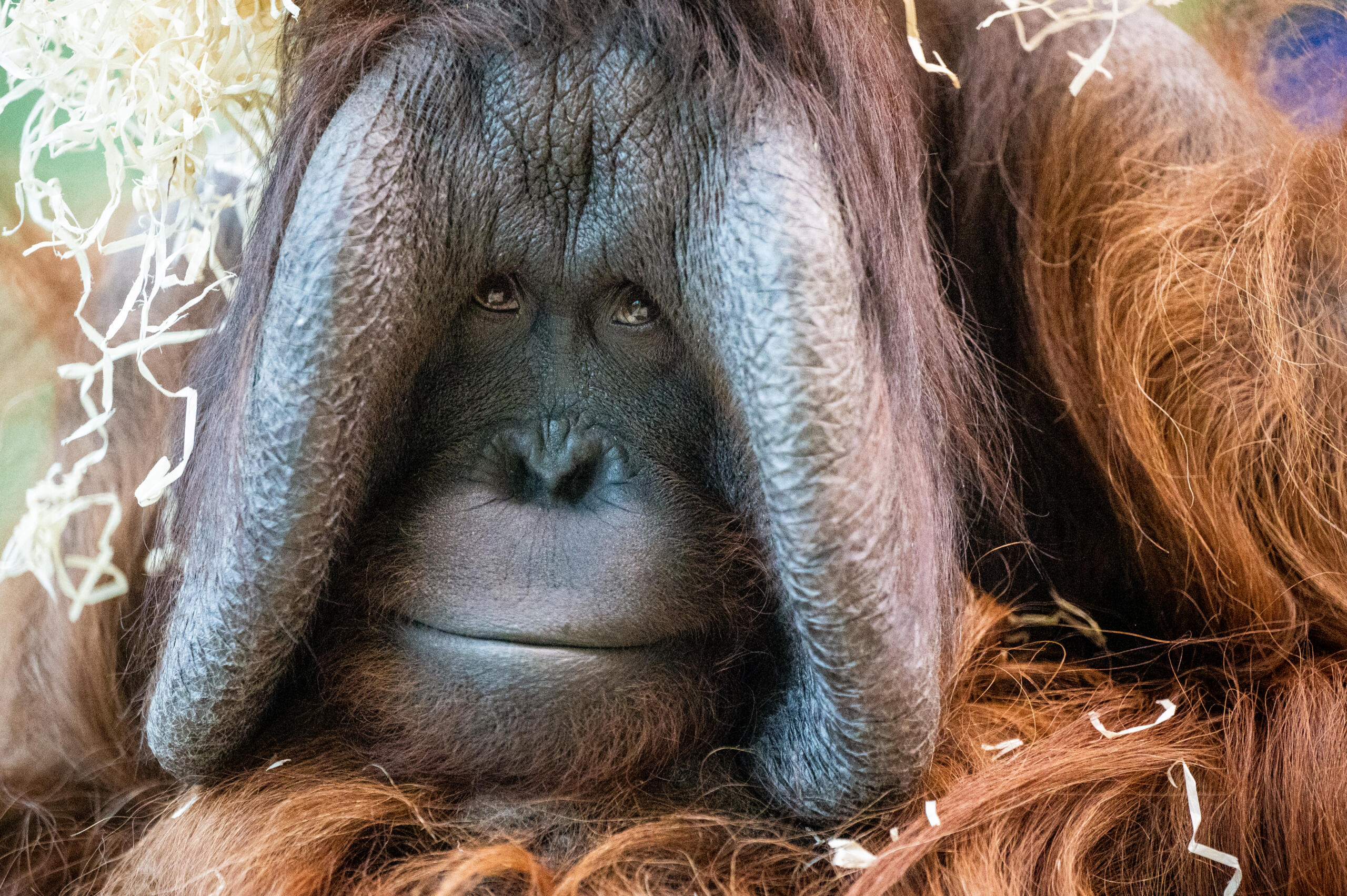 Borneoorangutang | Dyreparken