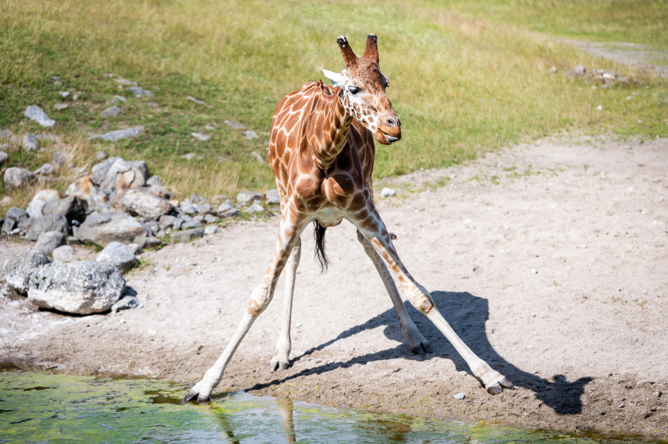 Sjiraff | Dyreparken