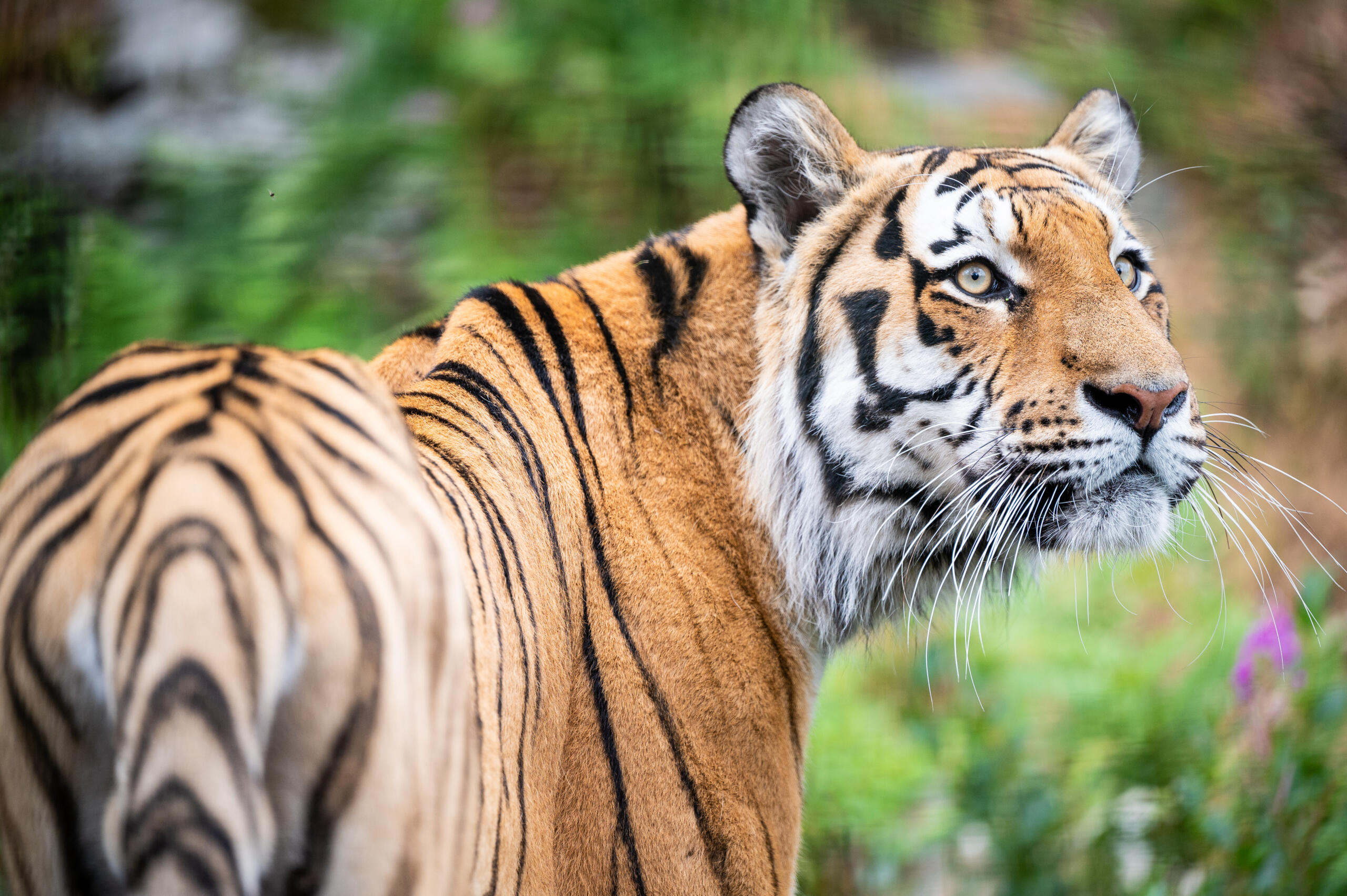 Dyrepresentasjon: Tiger | Dyreparken