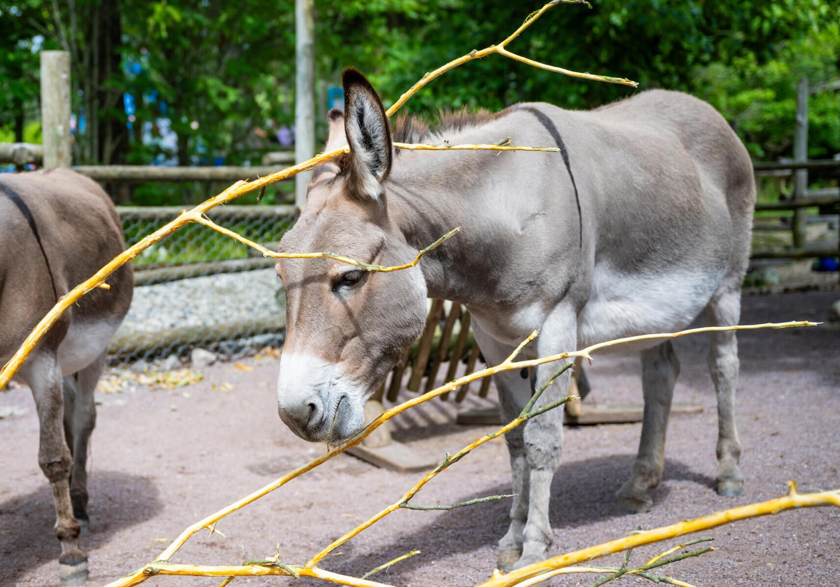 Esel | Dyreparken