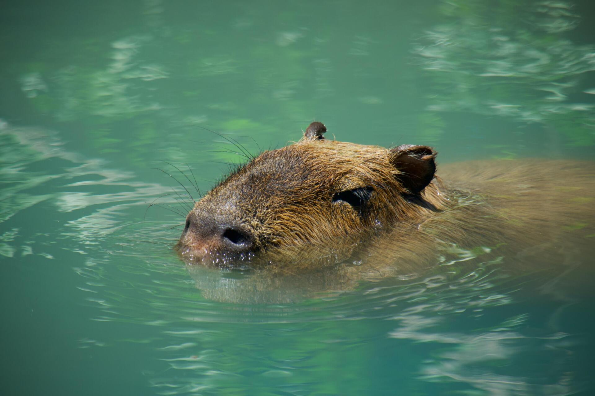 Flodsvin | Dyreparken