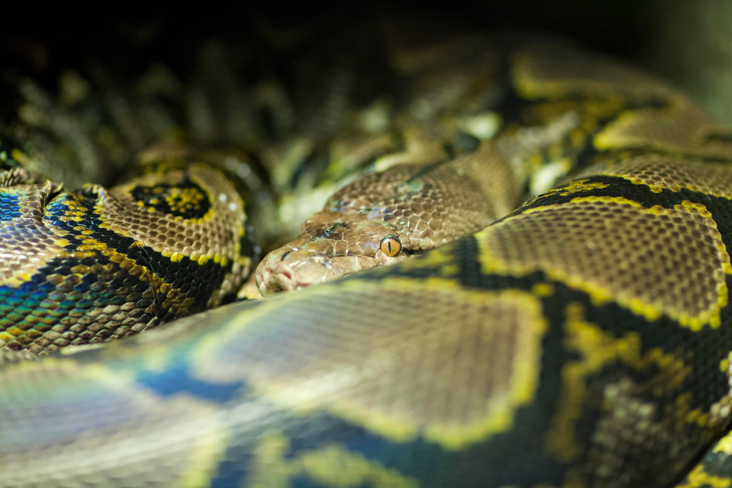 Nettpyton | Dyreparken