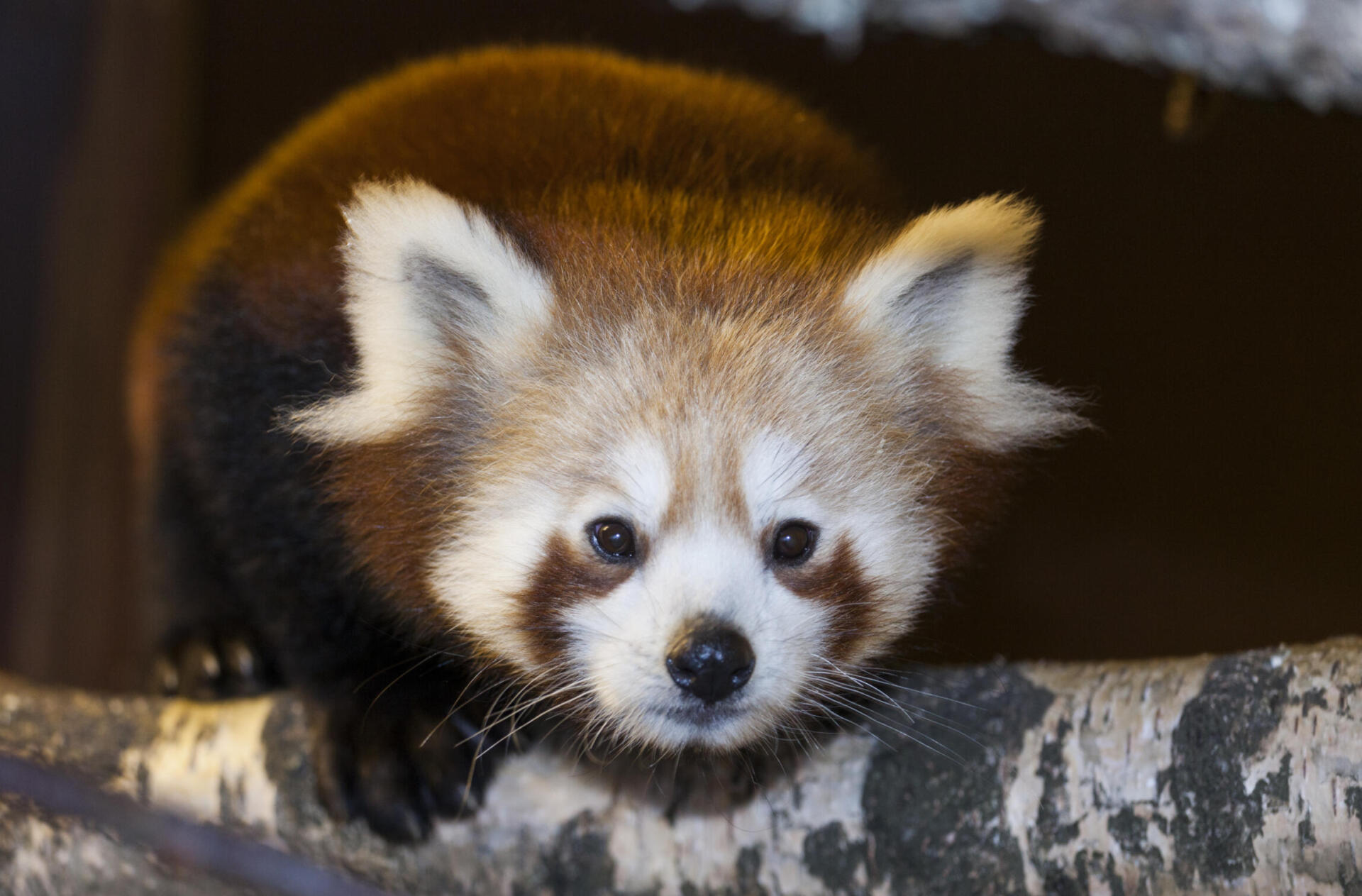 Rødpanda | Dyreparken