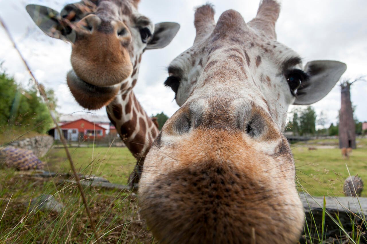 Sjiraff | Dyreparken
