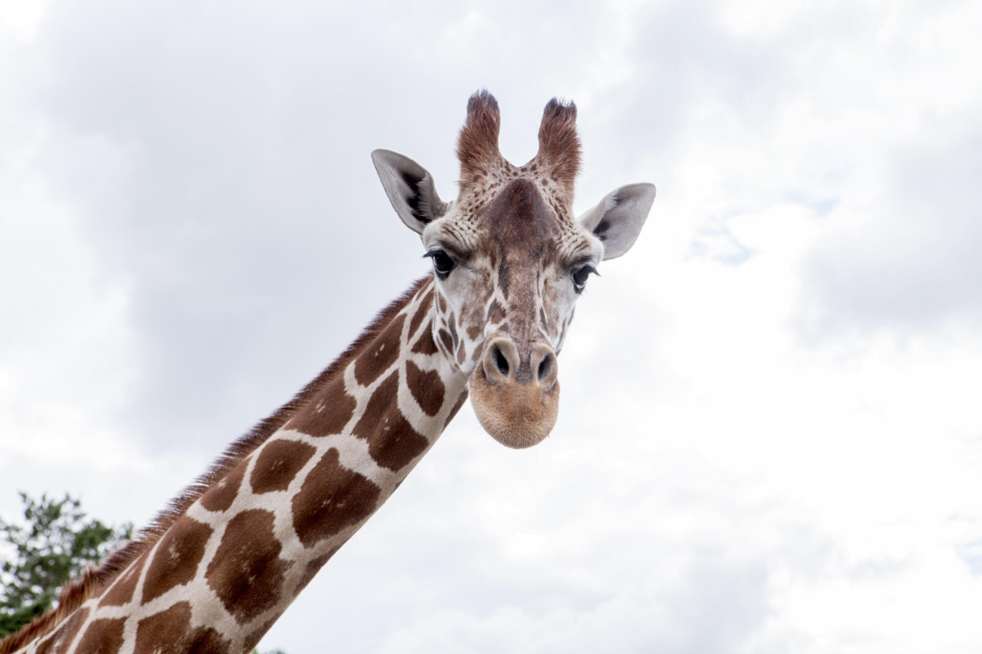 Sjiraff | Dyreparken