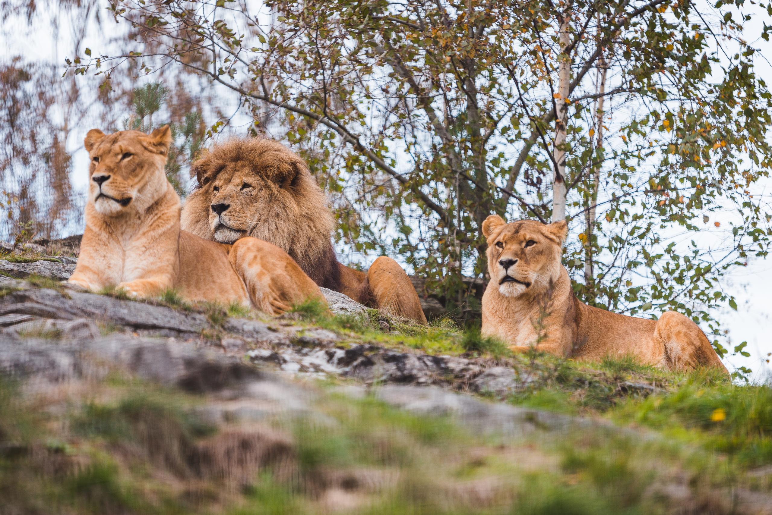 Dyrepresentasjon: Løve | Dyreparken