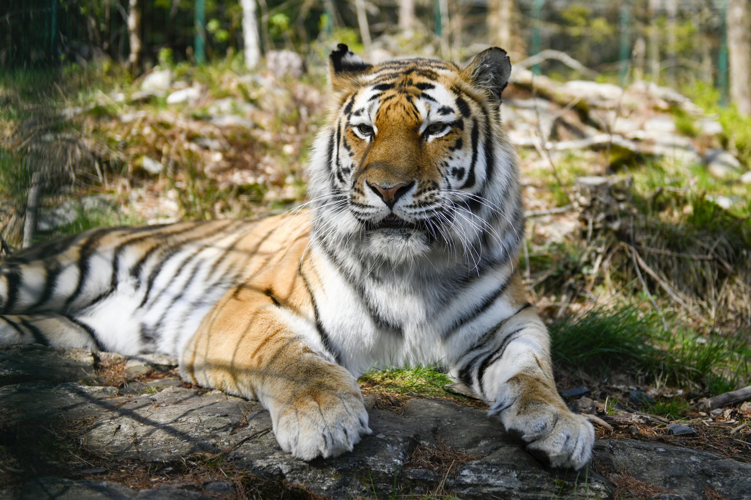 Daglige dyrepresentasjoner | Dyreparken