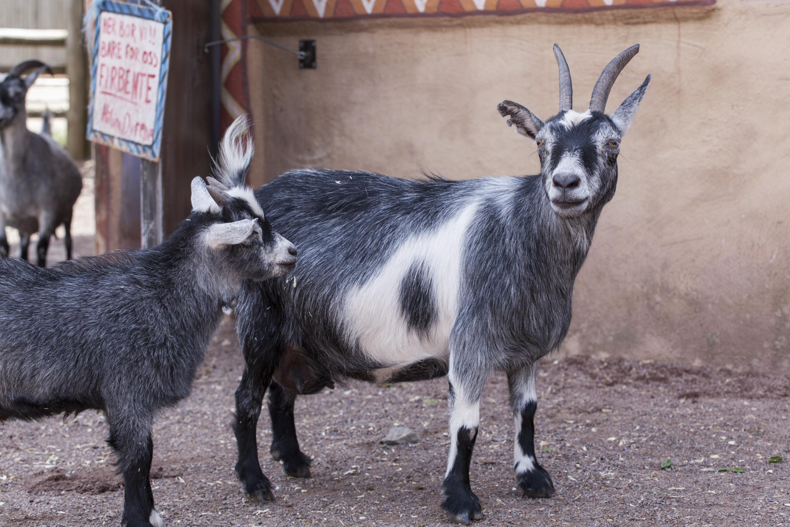 Barnas Afrika | Dyreparken