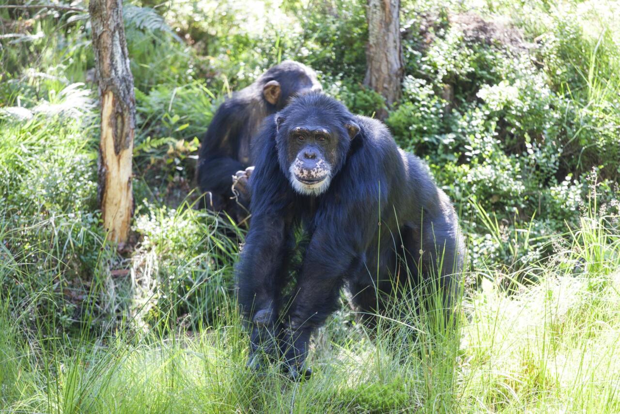 Sjimpanse | Dyreparken