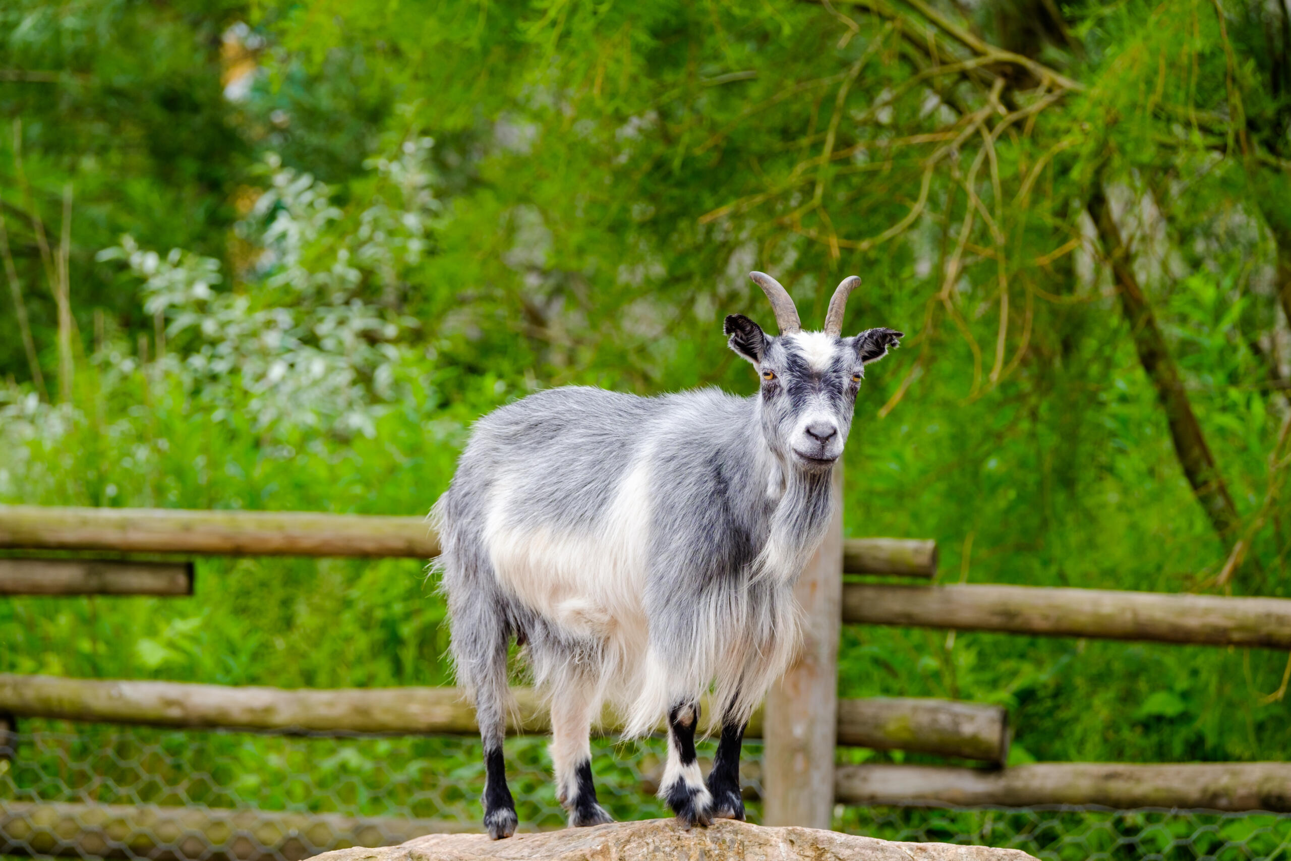 Dyrene på Setra | Dyreparken