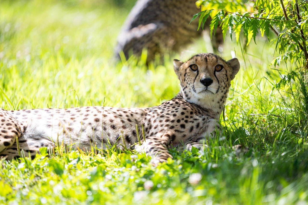 Dyregrupper | Dyreparken