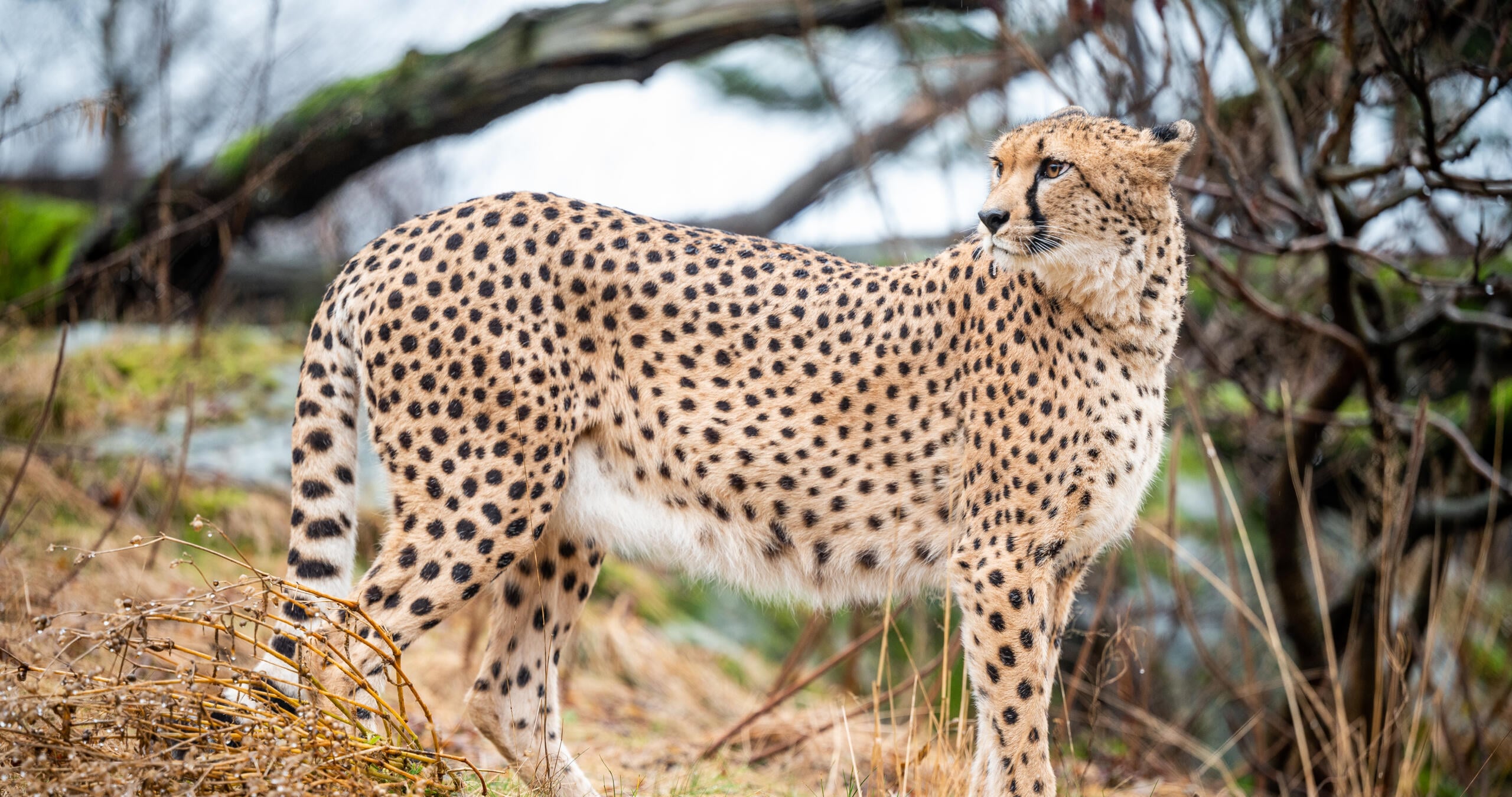 Over hundre dyrearter | Dyreparken