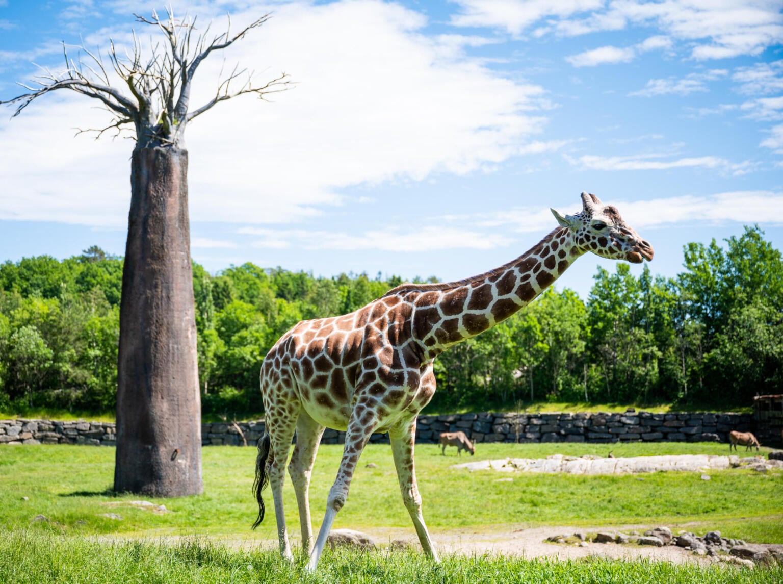 Sjiraff | Dyreparken