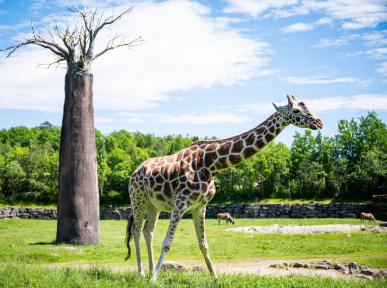 Information in English | Dyreparken