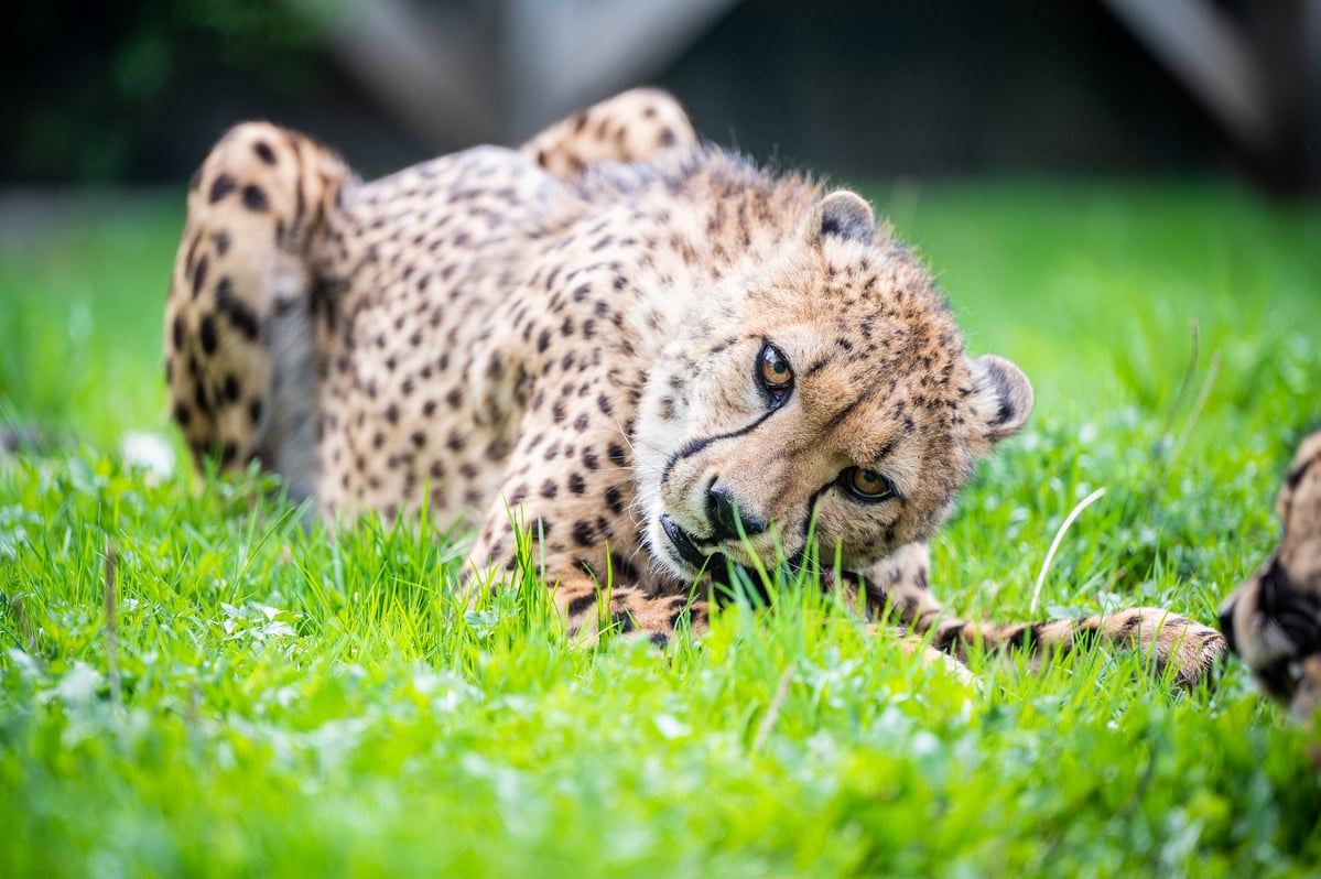 Gepard | Dyreparken