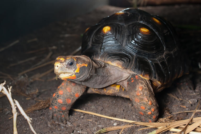 Rødfotet skogskilpadde | Dyreparken