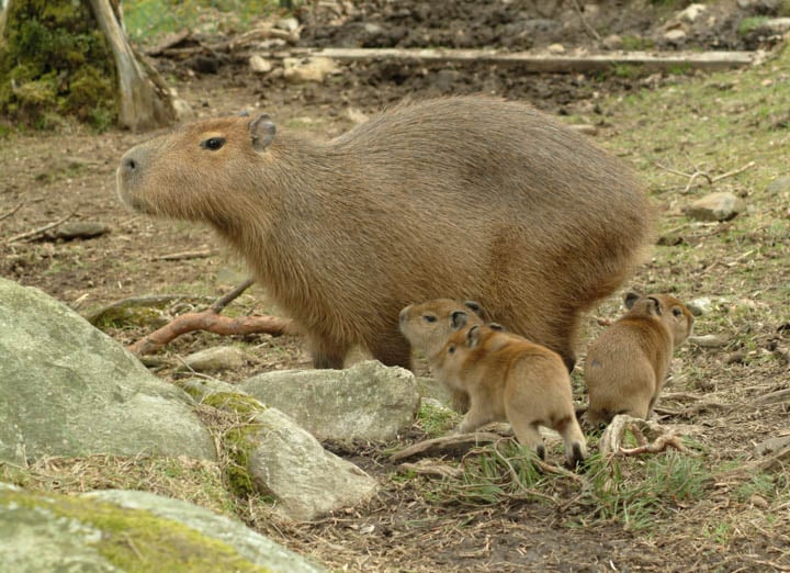 Flodsvinfødsel | Dyreparken