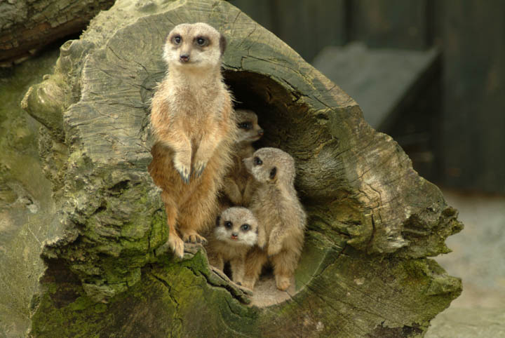 Surikat nytt anlegg | Dyreparken