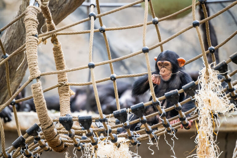Sjimpanse | Dyreparken