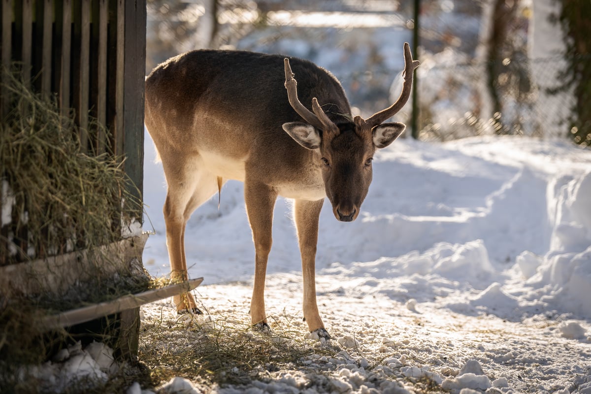 Dåhjort | Dyreparken
