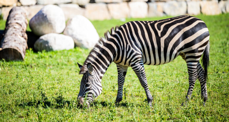 Steppesebra | Dyreparken