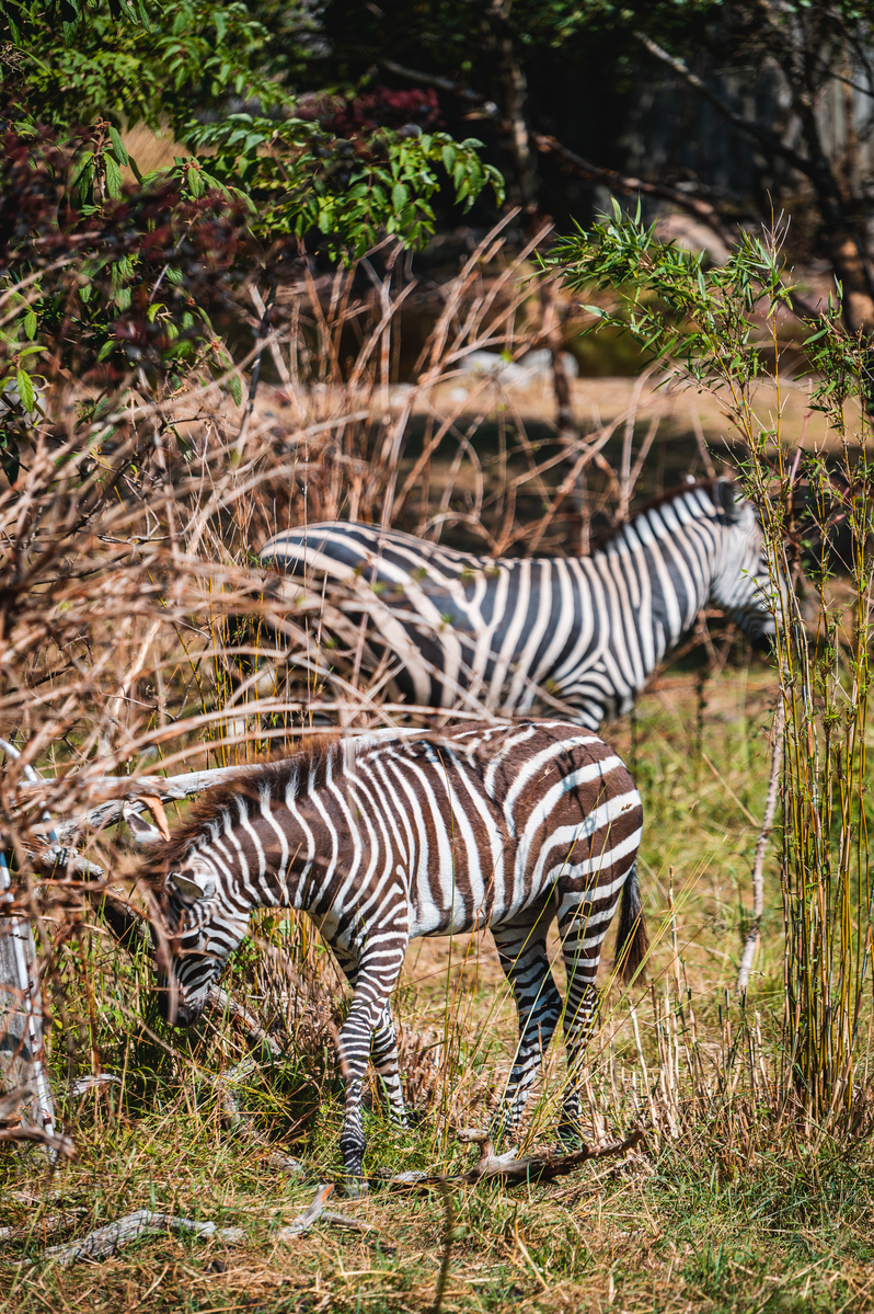 Steppesebra | Dyreparken