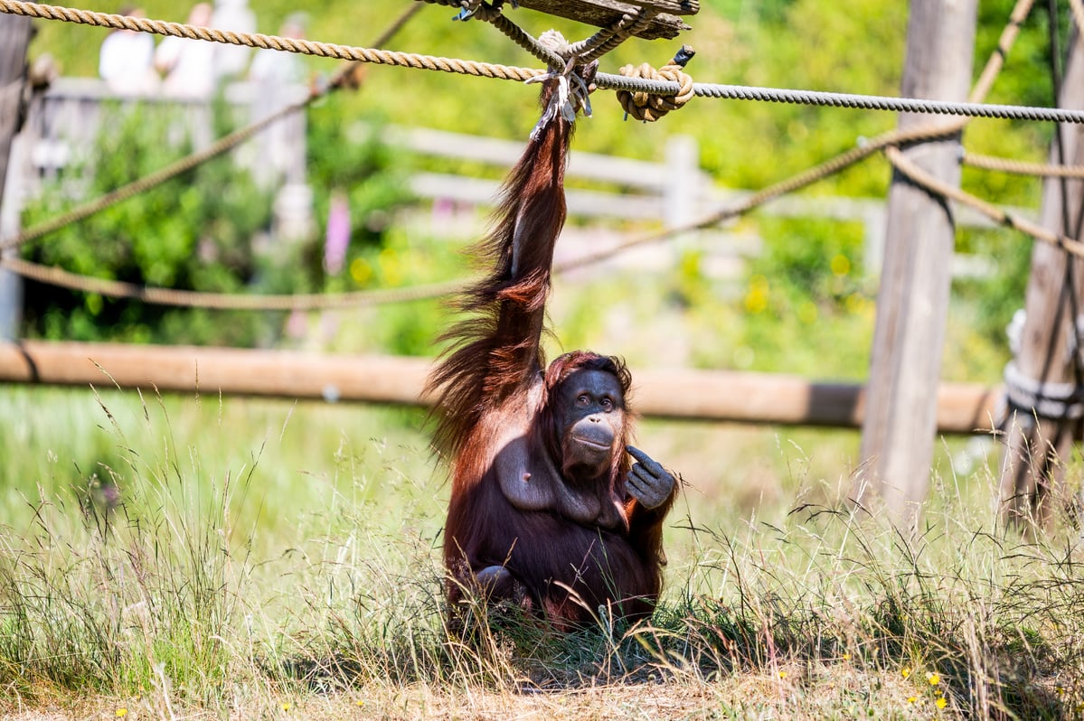 Borneoorangutang | Dyreparken