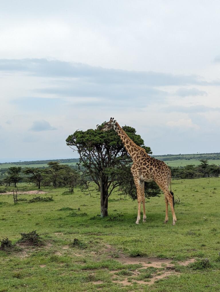 Sjiraff | Dyreparken