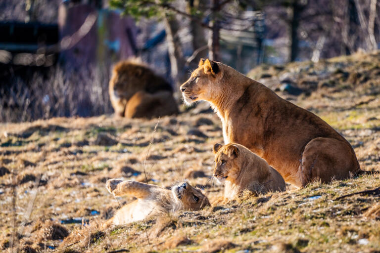 Dyreparken - Stort for voksne, større for barn!