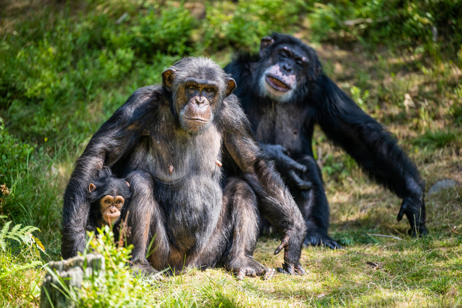 Sjimpanse | Dyreparken