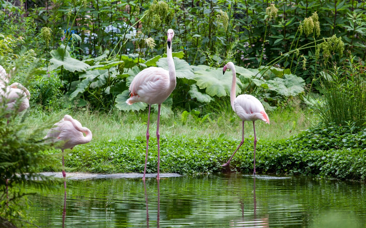 Rosenflamingo | Dyreparken