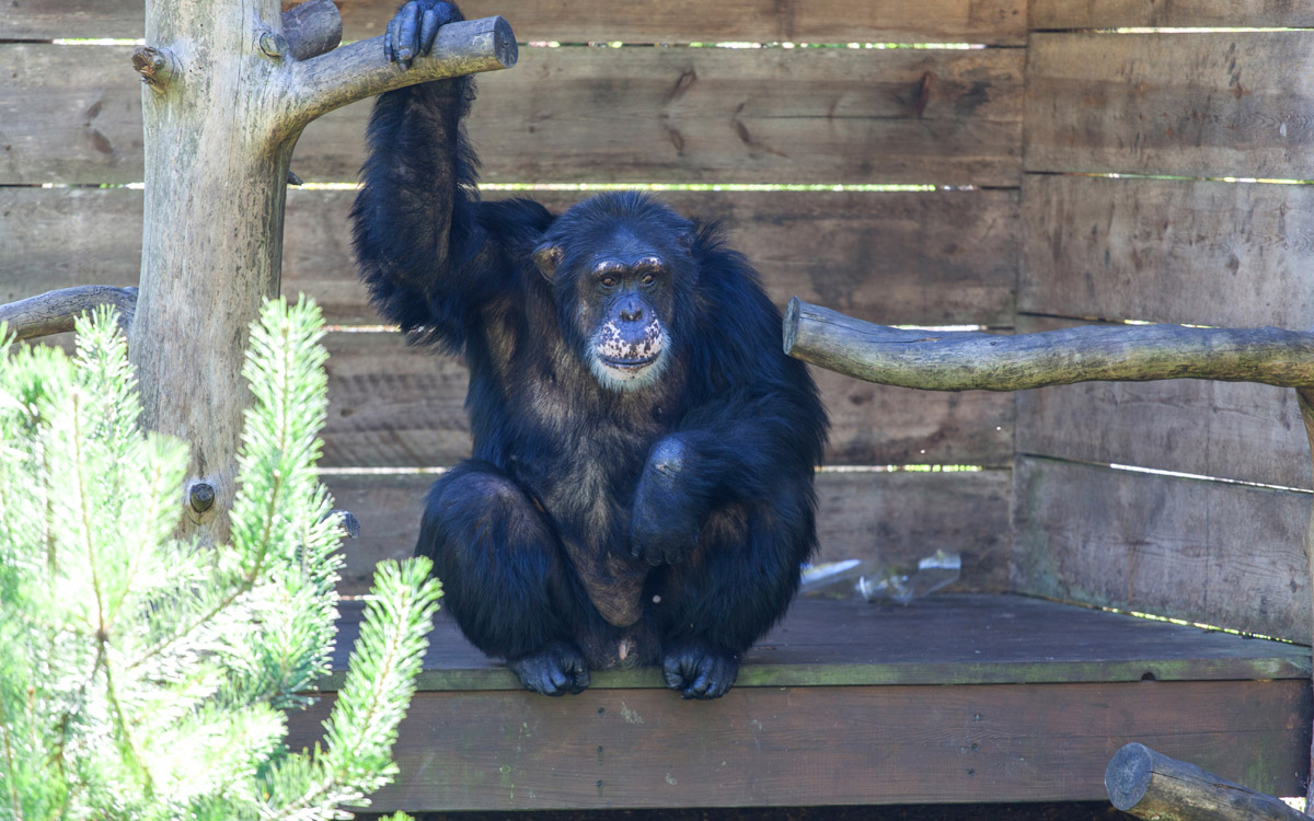 Sjimpanse | Dyreparken